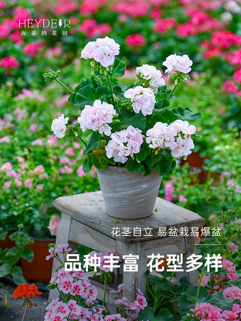 Heidi's Garden Flagship Store Geranium Flower Potted Seedlings Balcony ...