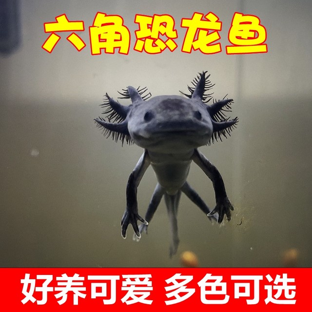 Hexagonal dinosaur fish, one male and one female, internet celebrity ...