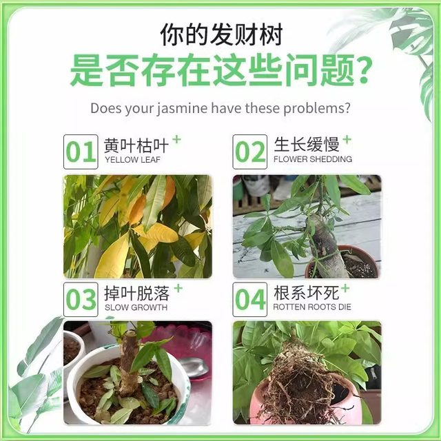 Money tree nutrient solution, plant rooting and germination accelerator ...