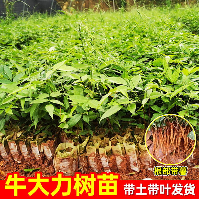 Niu Dali seedlings, medium and small leaf varieties, authentic thin ...