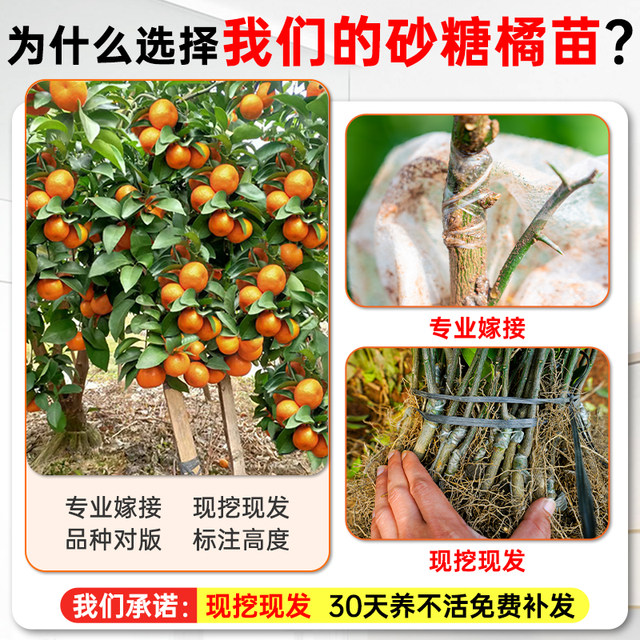 Grafted sugar orange saplings, planting orange saplings in all seasons ...