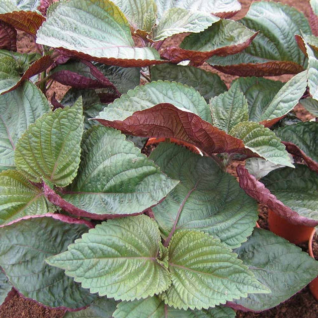 Perilla seed seed seedling potted plant edible perilla perilla leaf ...