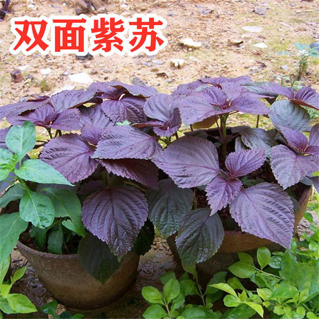Perilla seed seed seedling potted plant edible perilla perilla leaf ...