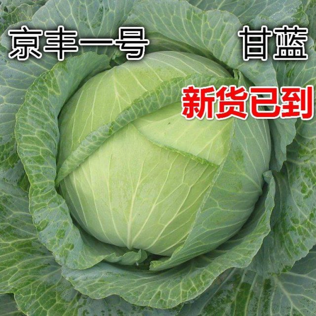 Jingfeng No. 1 cabbage seeds high -yield hybrids spring autumn and ...