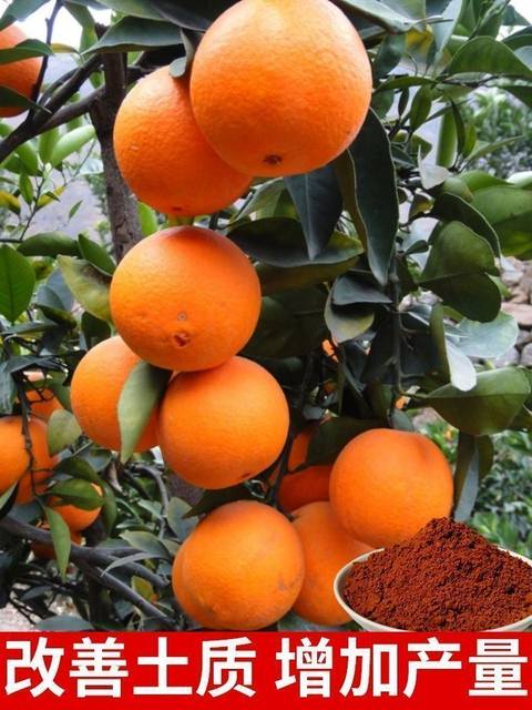 Brown sugar commercial plant fruit tree agricultural planting special ...