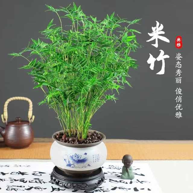 Hydroponic plant rice bamboo potted plant indoor with root water-raised ...