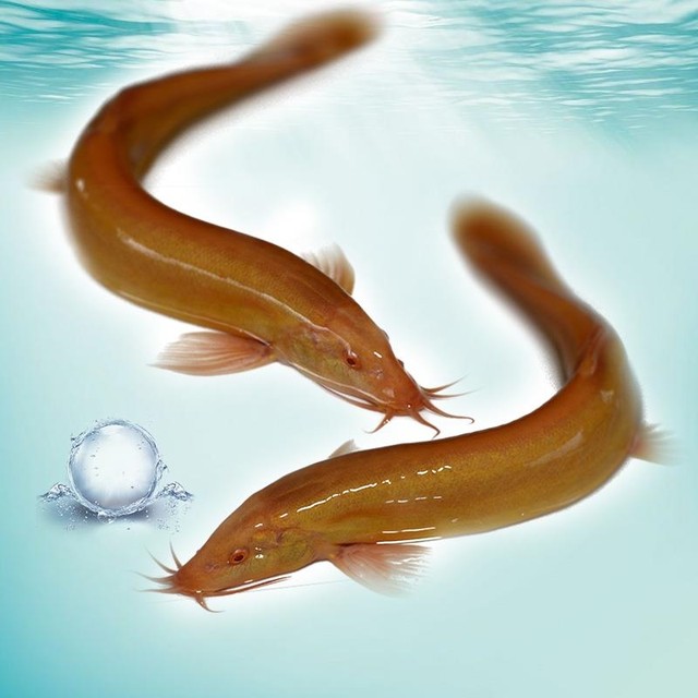 Fish ponds that specialize in fish shit, garbage, fish tank feces ...