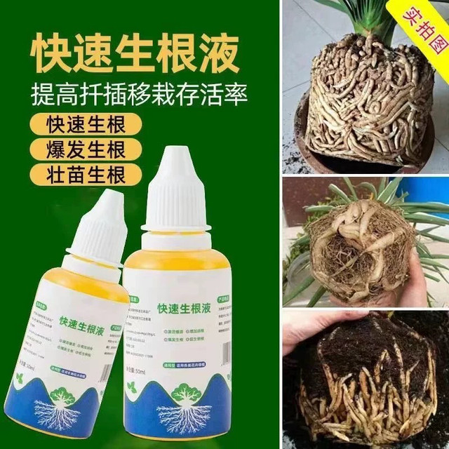 Quick Roots Green Plants General Cuttings Transplanting Flowers and ...