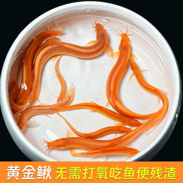 Golden loach scavenger golden dragon loach is easy to maintain and ...