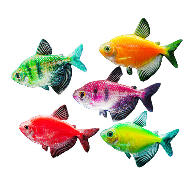 Angel fish ornamental fish tropical fish swimming fish lazy small ...