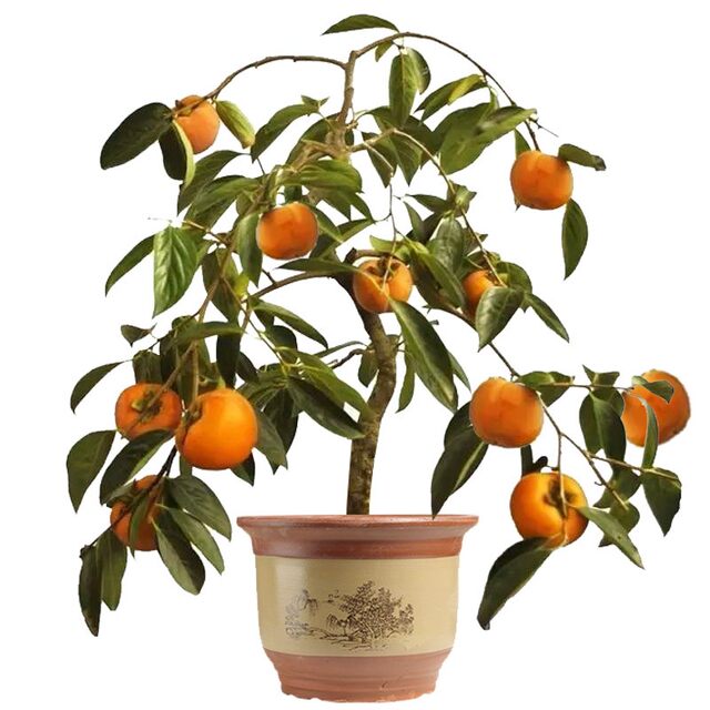 Extra large persimmon tree with soil, old pile, ancient persimmon ...