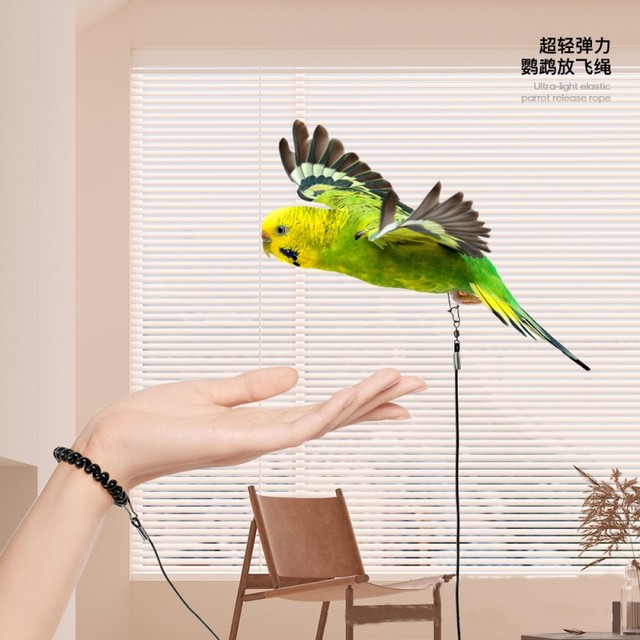 Bird use parrot fly rope traction rope to go out and walk the bird ...