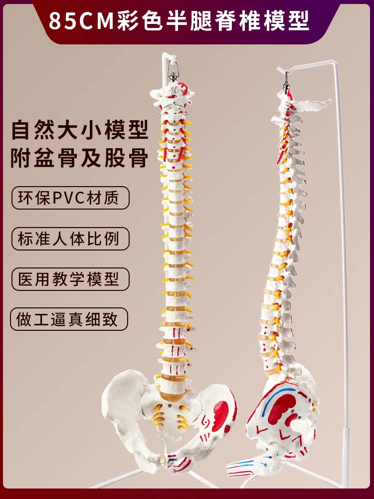 Modèle des vertèbres lombaires - Anatomie simulée de la colonne ...