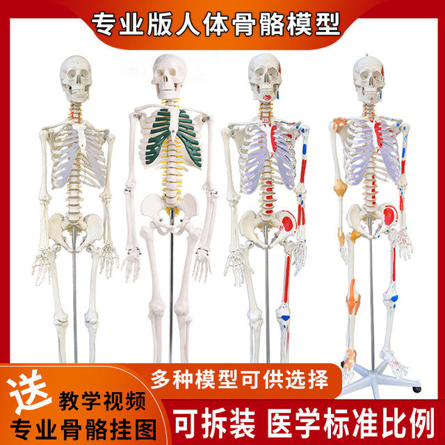 Human spine skeleton structure disassembly medical bones whole body skeleton small white muscle ...