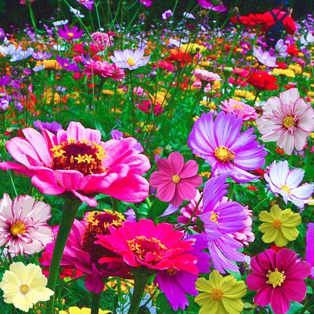 Wildflower combination cosmos galsang flower seeds are sown and bloomed ...