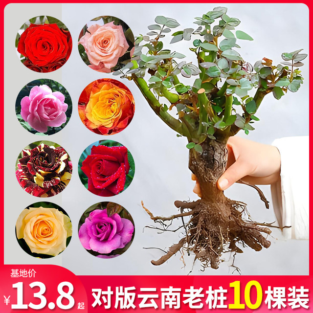 Yunnan straight hair 10 rose seedlings saplings red rose black buck old ...