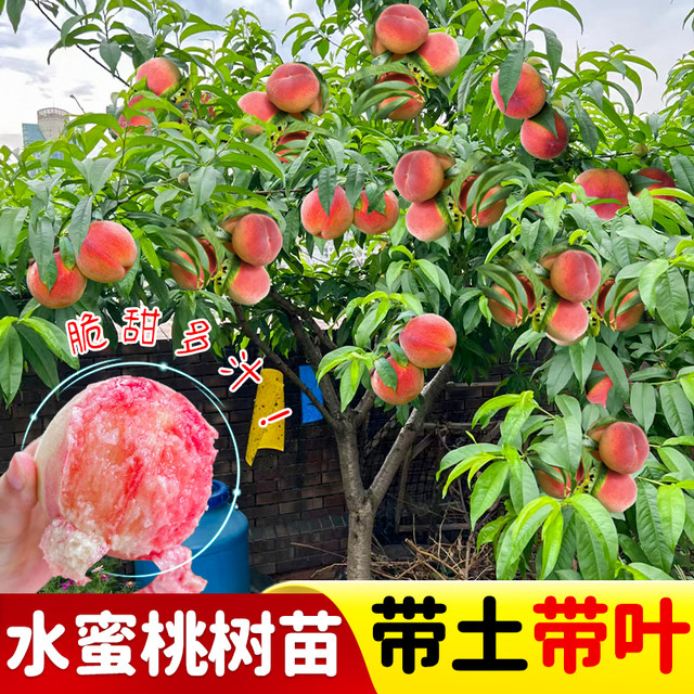 Big peach tree fruit seedlings, yellow peach, peach winter peach, peach ...