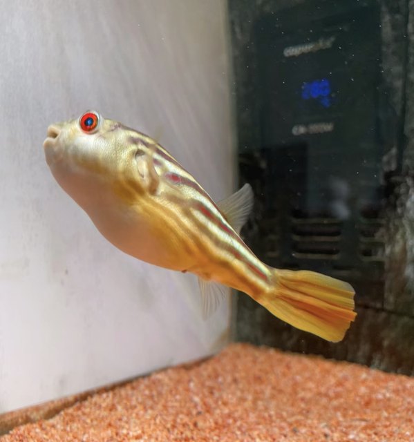 Zebra dog head puffer fish fry tropical fish ornamental fish freshwater ...