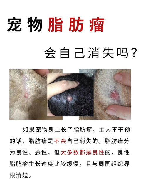 Cat fat bulges and swelling pet mass subcutaneous lumps cat breast ...