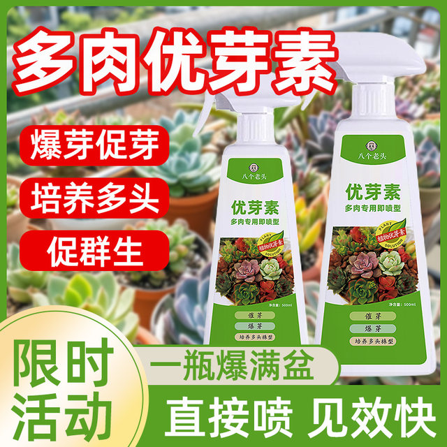 Eight old men's budsu succulent special germination side bud blasting ...