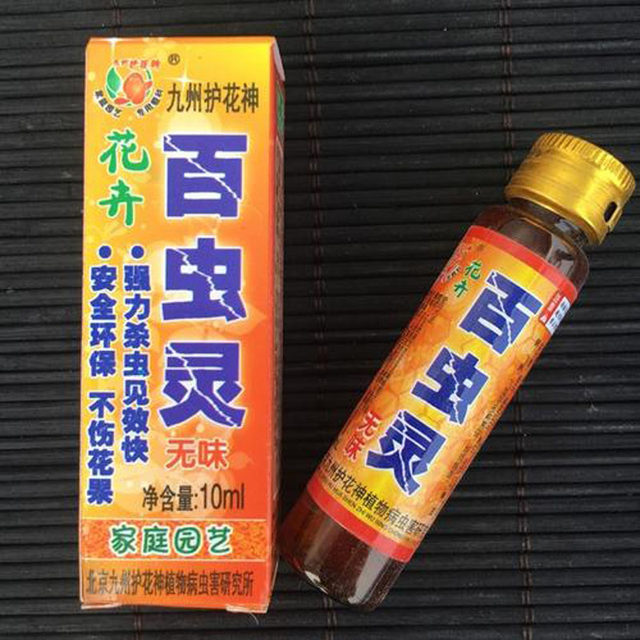 Wandong Gardening Kyushu Blossom Flower Flower God Cordylid Dentian ...