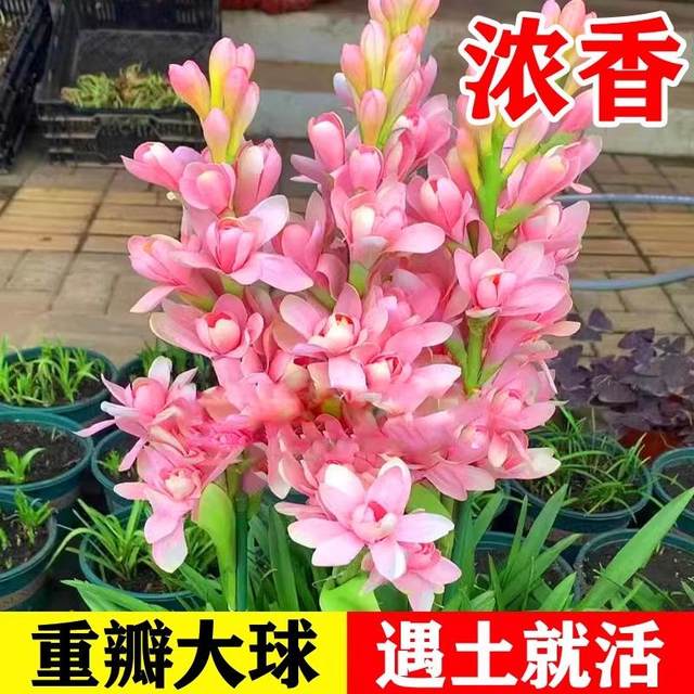 Strong fragrance tuberose double petal ball perennial courtyard balcony ...