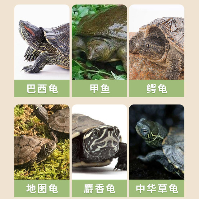 Beiyipin freeze-dried turtle food Brazilian snapping turtle, tortoise ...