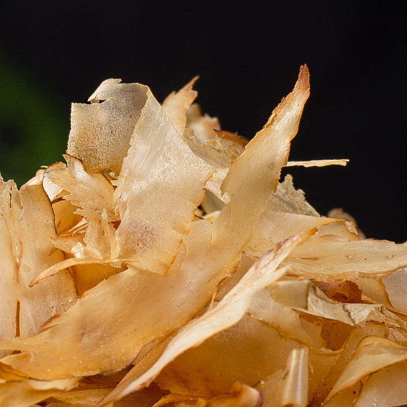 Getrocknete Bonitoflocken - Michio Tanimoto - Japanische Küche Zutat
