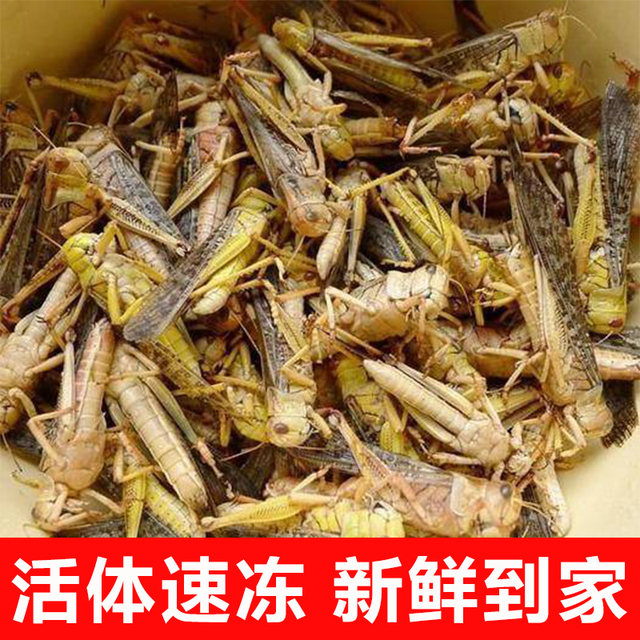 Fresh quick-frozen grasshoppers, locusts, edible frozen seeds, male and ...