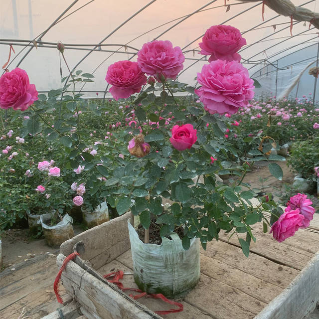 Rose flower saplings juice balcony potted climbing vines blooming in ...