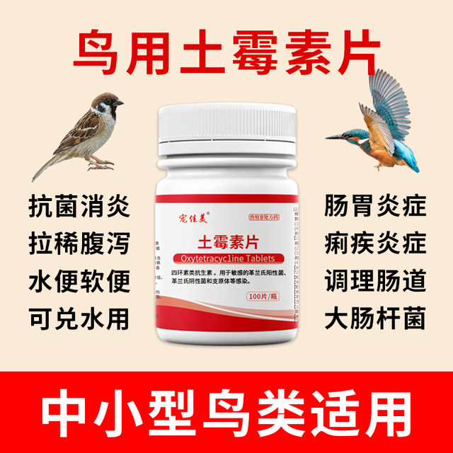 Bird Tablets Parrotic Parrot Xuanfeng Pigeon Pigeon Povery Diarda ...
