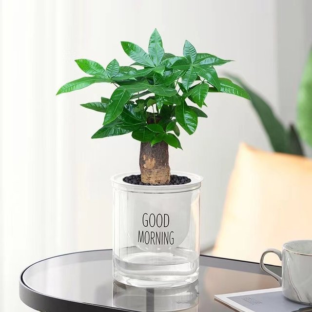 Money tree small potted money flower tree in the office, pothos, rich ...