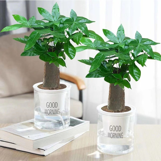 Money tree small potted money flower tree in the office, pothos, rich ...