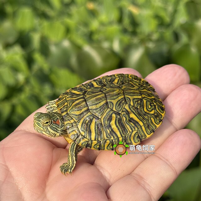 Cute turtle breeder purebred Grande turtle Brazilian face wide stripe ...