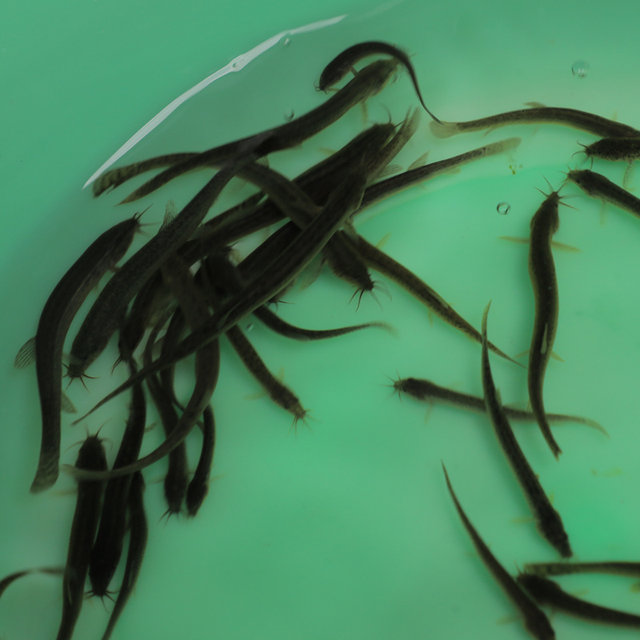 Loach seedlings live feeding pet fishing arowana live bait turtle feed ...