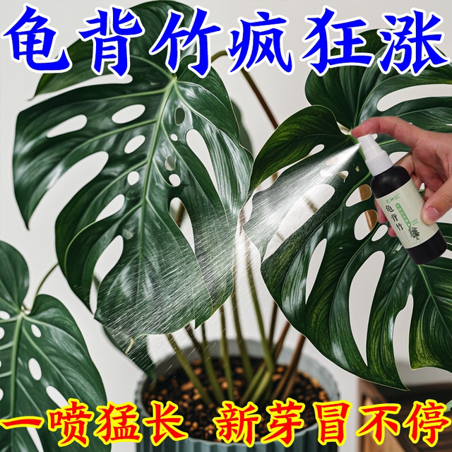 Evergreen Monstera nutrient solution special fertilizer yellow leaf ...