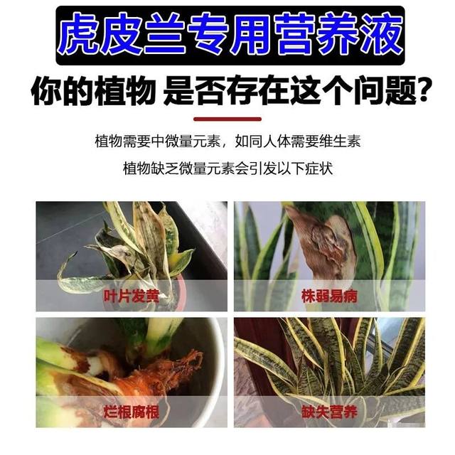 Tiger Pilan nutrient solution with rotten roots, yellow leaves and no ...