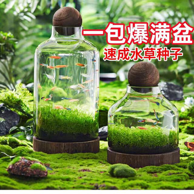 Water grass mud landscaping water grass seed small fish tank seed micro ...