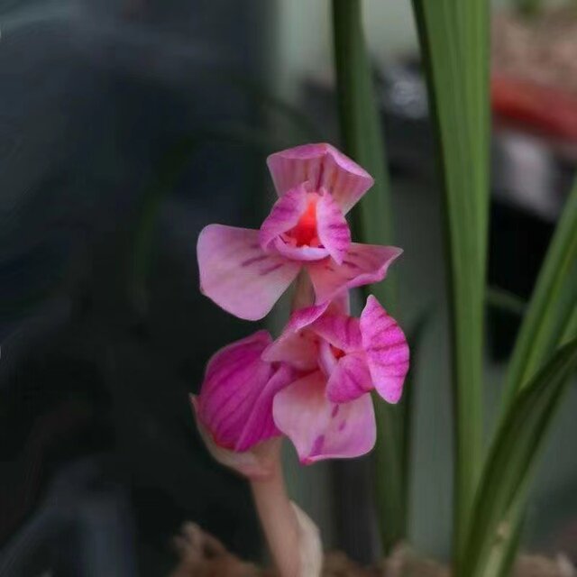 Yunnan's old orchid seedlings with buds are high-quality, strong ...