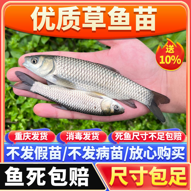 Large grass carp fry freshwater live fry breeding edible cold water ...