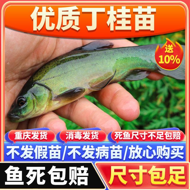 Dinggui fry freshwater culture edible ornamental fish cold water fish ...