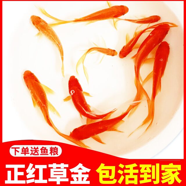 Red grass goldfish is easy to maintain and durable. Long-tailed red ...