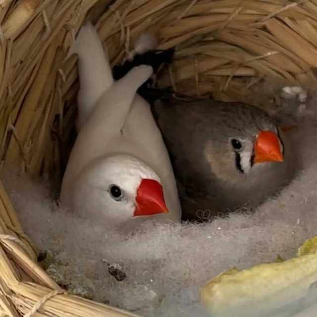 Pearl Bird Cute Pet Ten Sisters Nanny Bird Live Pet Ornamental Bird ...