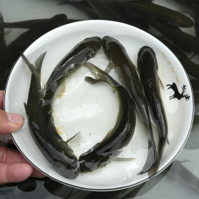 Grass carp live fry freshwater culture edible live feed fish Wan carp ...