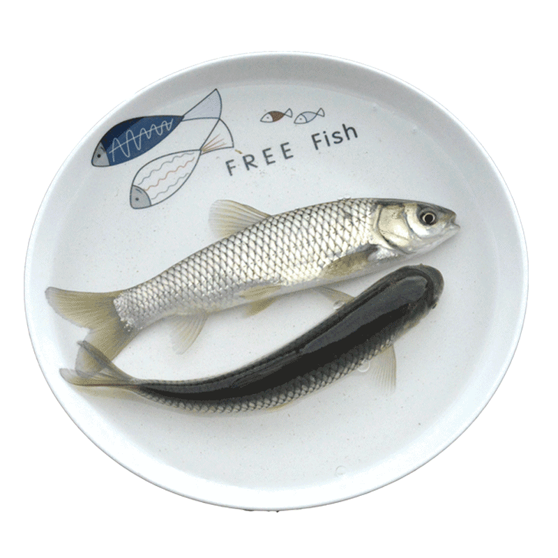 Grass carp live fry freshwater culture edible live feed fish Wan carp ...