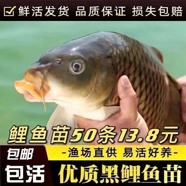 Carp fry, rice field carp, reservoir carp, red tail carp, freshwater ...