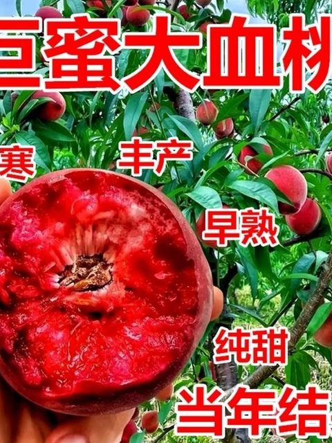 The sweetness of the new variety of grafted blood peach seedlings was ...
