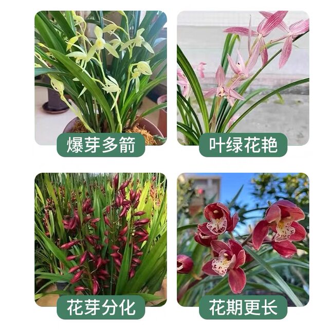 Orchid multi -arrows Phalaenopsis flowers and flowers extended flowers ...