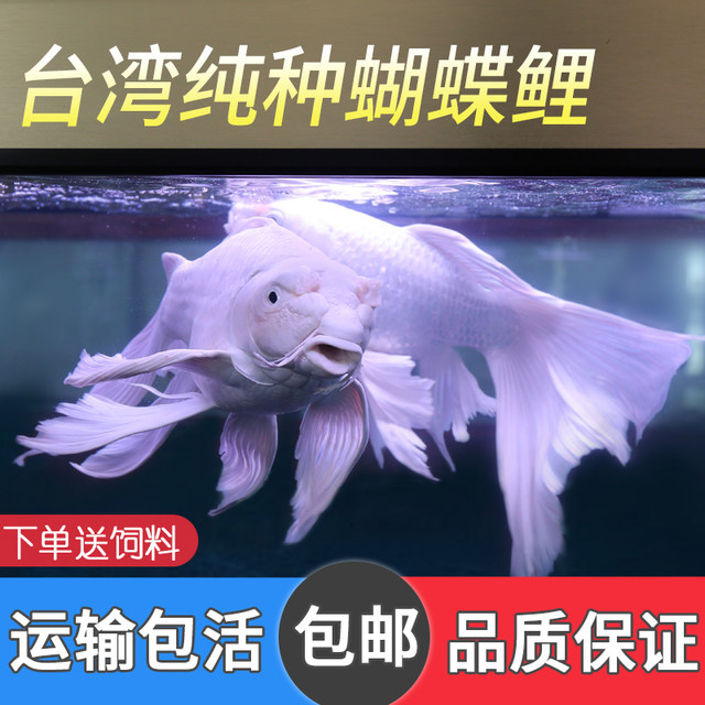 Taiwan butterfly carp live fish medium and large ornamental fish long ...
