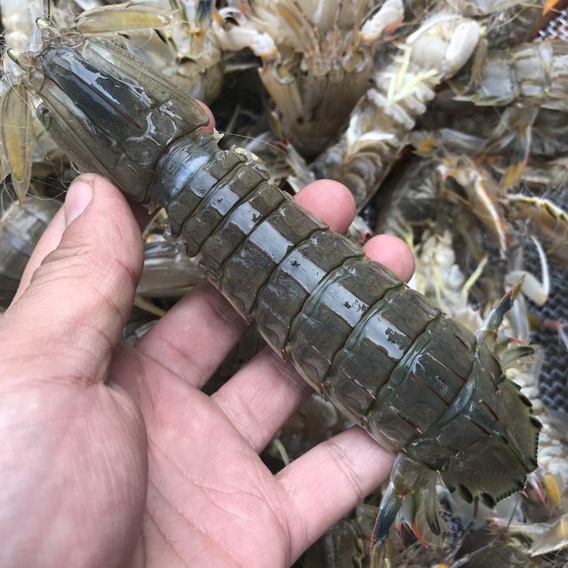 Pippi Shrimp Fresh Shrimp Pipa Shrimp Climbing Zi Qinhuangdao Seafood ...